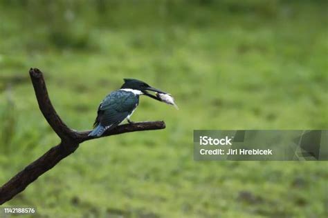 아마존 킹 피셔클로로 쇼 르 아마 나는 부리에 물고기와 지점에 앉아 녹색 맑은 배경 코스타리카 캐치와 아름 다운 새 사냥꾼 어 부 귀여운에 대한 스톡 사진 및 기타 이미지