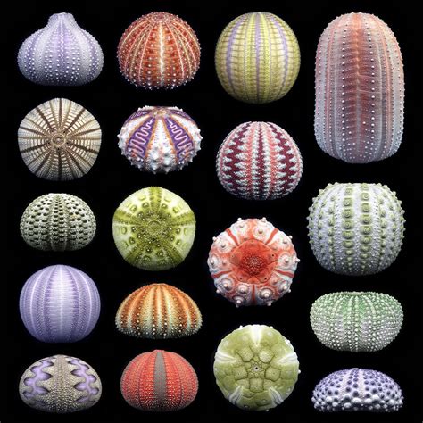Explore The Fascinating World Of Sea Urchins