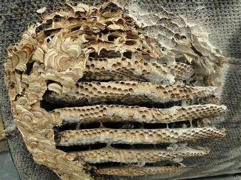 Inside Wasp Nest The Sting Of Summer Understand And Avoid Wasp Nests