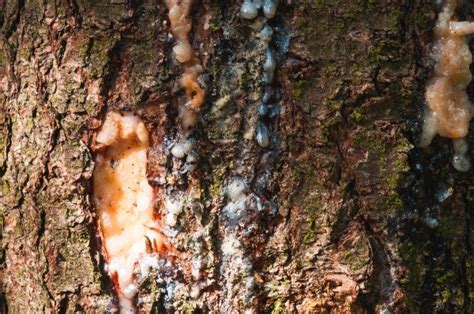 Cleaning Tree Sap Off Hands ThriftyFun