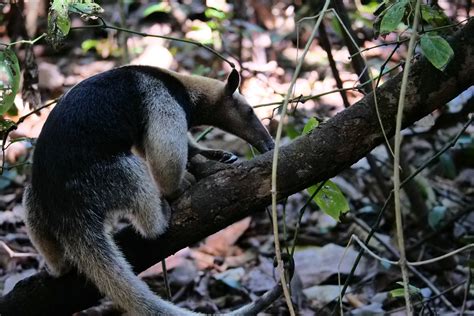 Northern Tamandua Tamandua Mexicana March 22nd Hiking T… Flickr