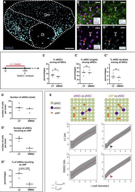 Dynamic Spatiotemporal Coordination Of Neural Stem Cell Fate Decisions Occurs Through Local