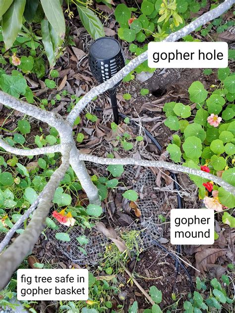 How To Make A Homemade Gopher Basket For Trees ~ Homestead And Chill