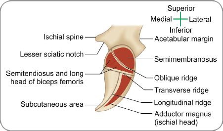 Ischial Tuberosity Muscles
