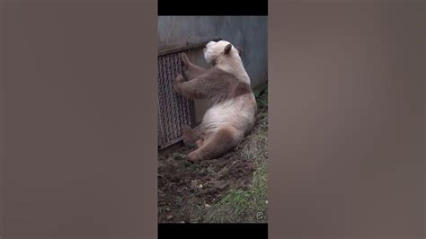 大熊猫七仔和他的小伙伴们！大熊猫七仔大熊猫七仔大熊猫知路大熊猫秦大朵秦岭大熊猫panda Cutepanda Qizai