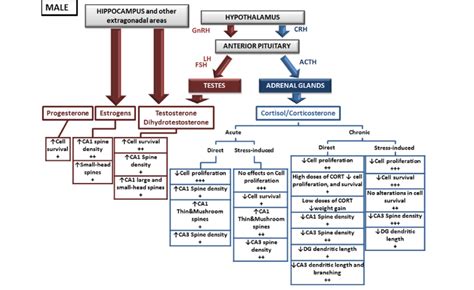 Effects Of Sex And Stress Hormones On Hippocampal Structural Plasticity