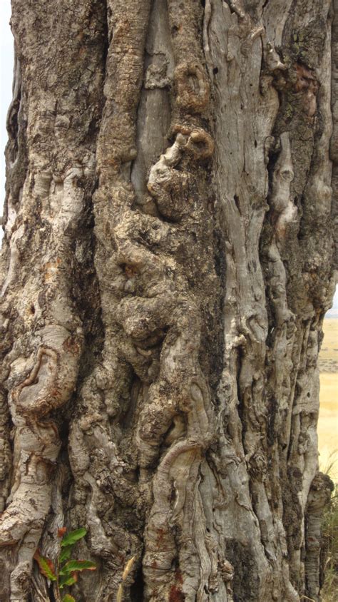 Tree In The Mara 木