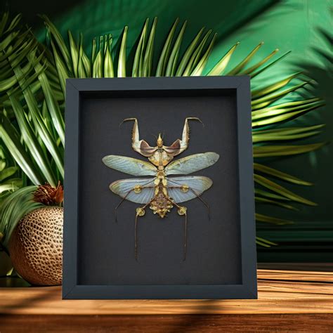 Natures Oddities Insect Taxidermy Displays