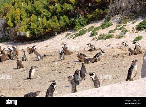 Boulders Penguin Colony Boulders Beach Cape Town South Africa Black