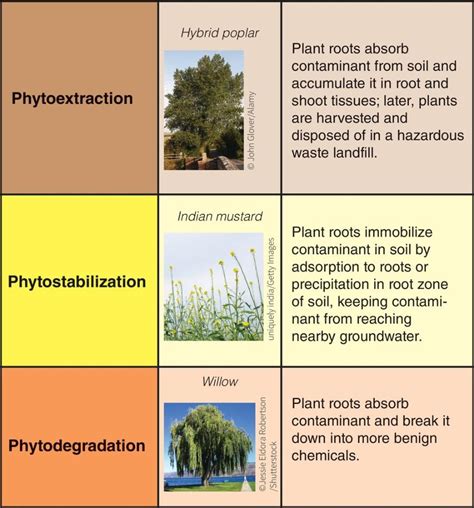 Solved An Example Of Bioremediation Phytoremediation Is The