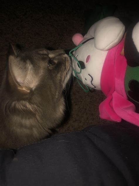 Fluffy Cat Meets Fluffy Bois R Ralsei