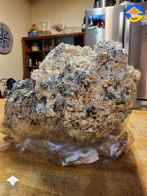 Weird Mushroom Mutations Abnormalities And How They Shape New Strains