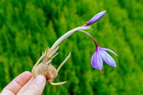 Saffron Harvesting Luxeat