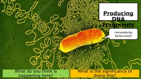 21 1 Producing Dna Fragments Teaching Resources