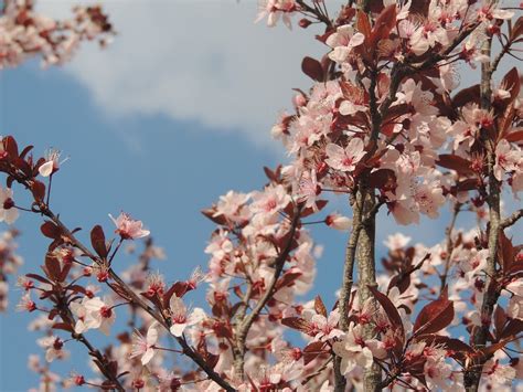 Tree Cherry Flower Free Photo On Pixabay