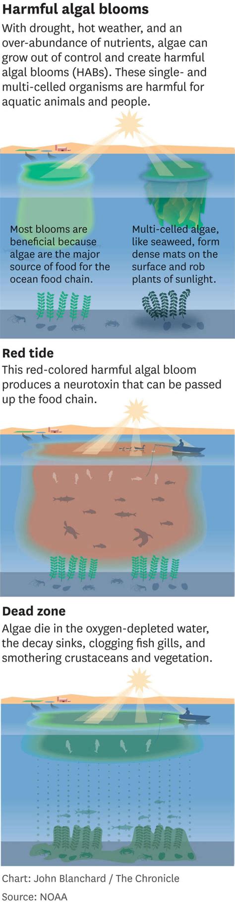 Poop And Pee Fueled The Huge Algae Bloom In San Francisco Bay Fixing