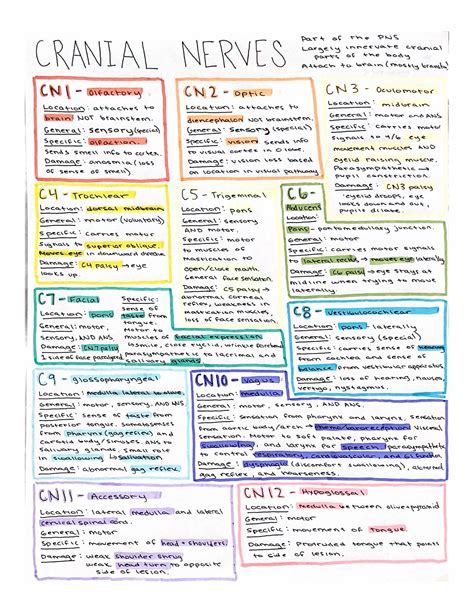 Cranial Nerves A Comprehensive Guide To The 12 Pairs