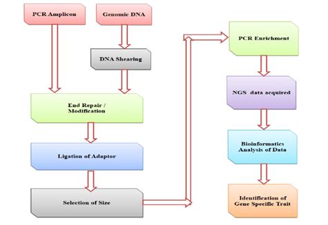 The Schematic Diagram For The Workflow NGS Technologies For Improvement Download Scientific