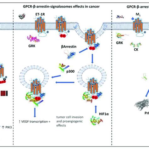 Gpcrβ Arrestin Dependent Signaling Pathway Gpcrs Are Illustrated As