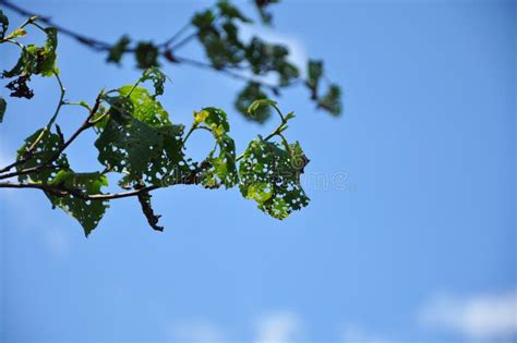 Leaves On Ill Tree Stock Image Image Of Leaves Spring 388427785