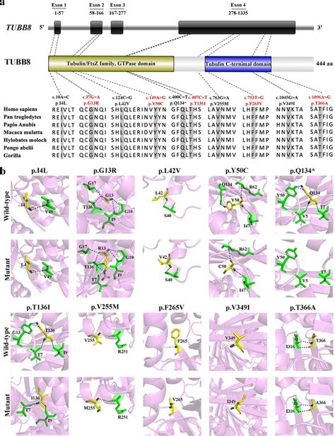 Bioinformatic Analysis Oftubb8variants A Locations And Conservation