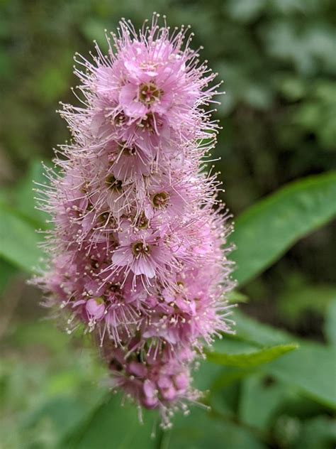 Hardhack Pink Flowers Spiraea Free Photo On Pixabay Pixabay