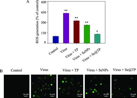 The Inhibition Of H1n1 Influenza Virus Induced Apoptosis By Surface