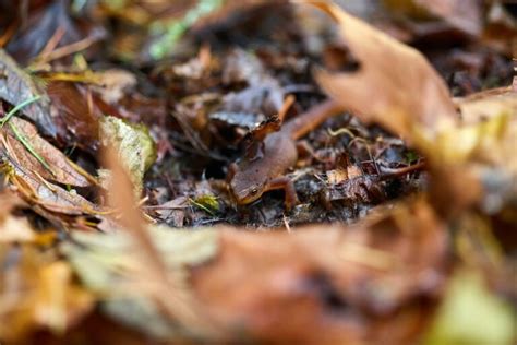 Uk Newts Identification Wise Owl Blog By Love Garden Birds