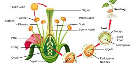 Fertilization Process Pregnancy And The Stages Of Embryonic Development Science Online