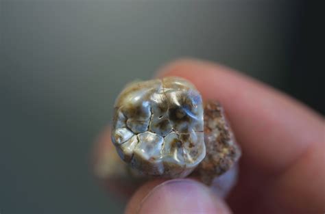 The Evolution Of Maternal Care In Australopithecus Africanus Palaeo Diet