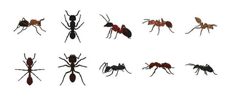 Ant Set Vector Art Icons And Graphics For Free Download