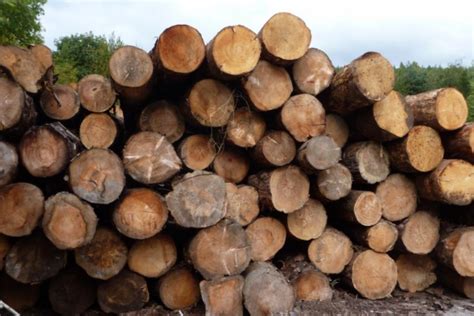Tipos De Madera Características Y Clasificación Con Ejemplos