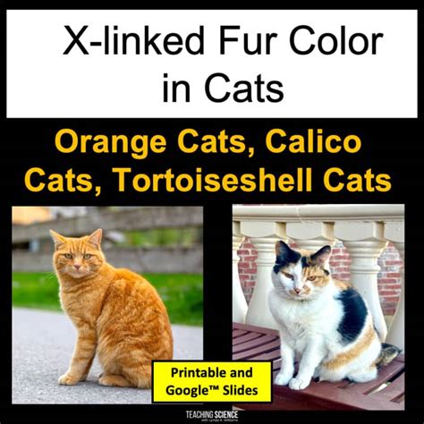 Sex Linked Traits Inherited Traits X Linked Genetic Traits Heredity Cat Fur