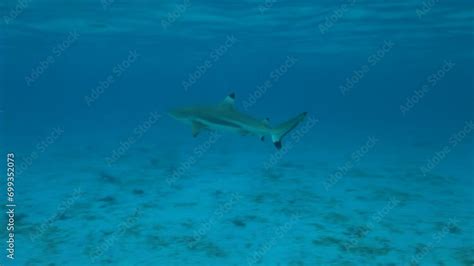Vídeo Do Stock 햇살이 비치는 태평양의 푸른 바다 밑에서 커다란 상어 한 마리가 꼬리를 흔들며 유영하고있는 Adobe Stock