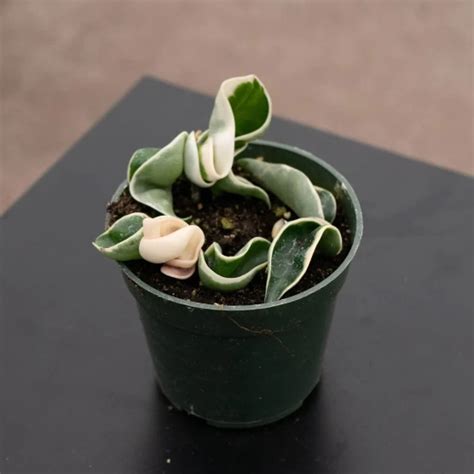 Hoya Carnosa Compacta Variegata Variegated Hindu Rope
