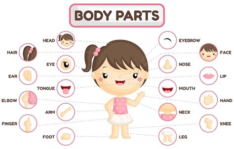 Girl Body Parts Chart Premium Vector