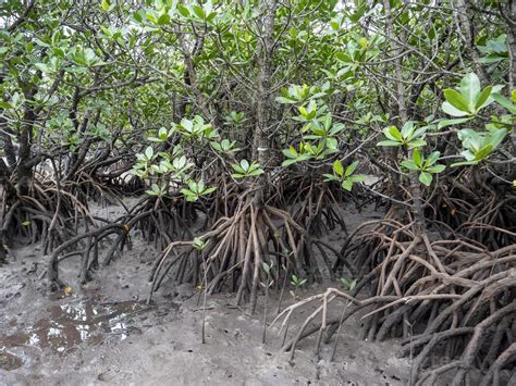 In Rhizophora Roots Are Modified To Form At Garrett Kirk Blog