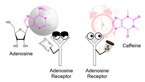 Adenosine Receptor Caffeine