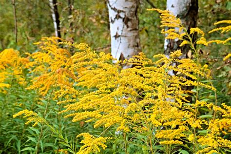 Goldenrod Vibrant Yellow Flowers For A Stunning Garden Display