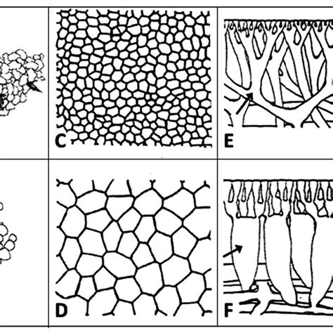 Halimeda Opuntia And H Taenicola Schematics Of A C E G H Opuntia Download Scientific