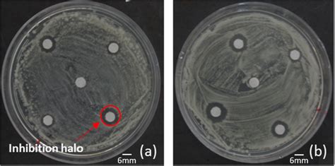 A B Agar Disk Diffusion Assay For E Coli With Silver Nanoparticles