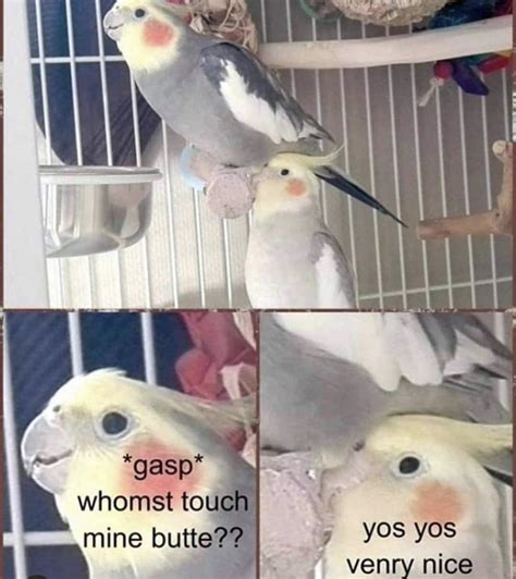Sniff Scrolller