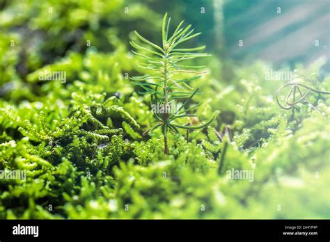 Small Spruce Sprouts Among Fresh Green Moss Ecosystem Concept Stock
