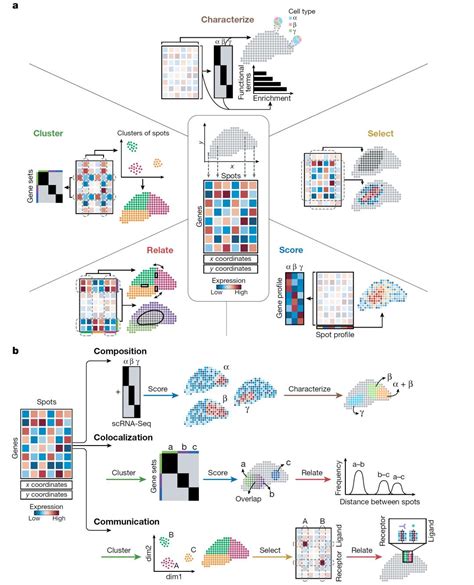 Spatial Transcriptome Inews