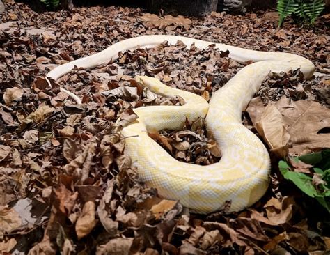 Premium Photo Albino Reticulated Python Python Snake Yellow Lying On