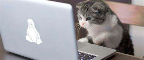 Frontend Developer Roadmap For Beginners Dev Community