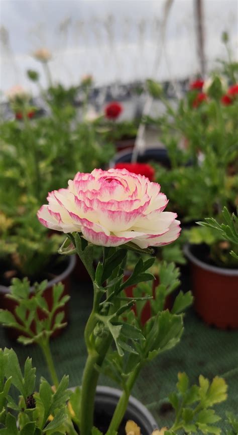 Расадник за цвеќиња „Славеви“ 🌺 Ранункулус потекло од Персија 🌏 Персијците имаат легенда за