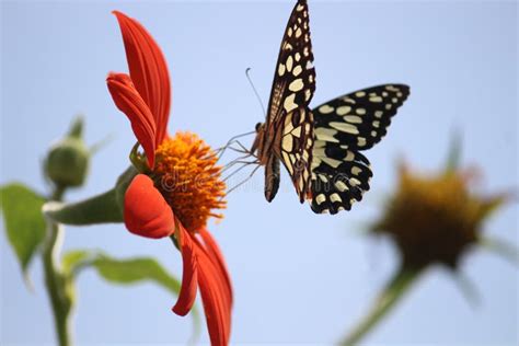 Butterfly Click Stock Image Image Of Butterfly Click