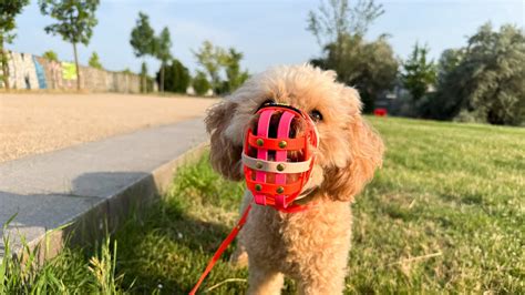 Handmade Muzzles Made Of Biothane® Bumas