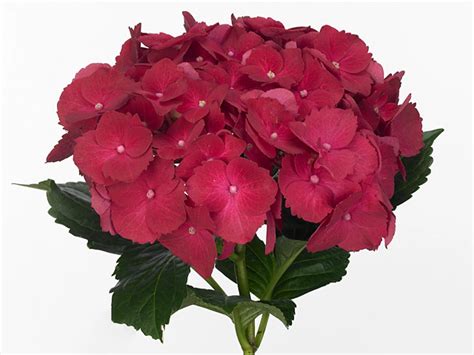 Hydrangea Macrophylla Hot Red
